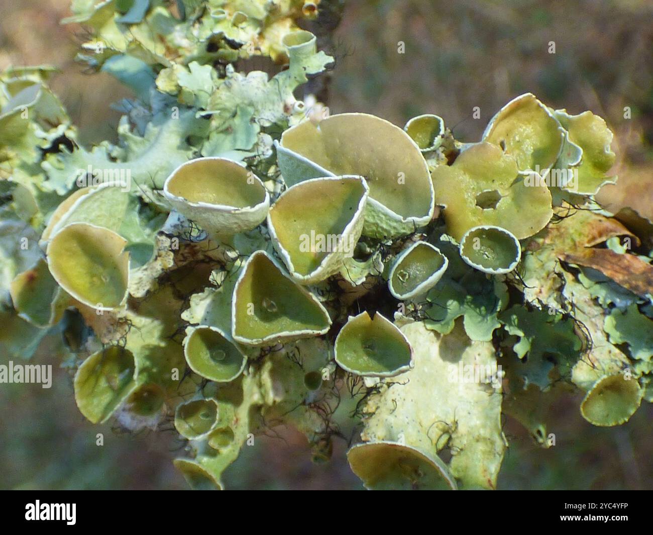 perforated ruffle lichen (Parmotrema perforatum) Fungi Stock Photo - Alamy