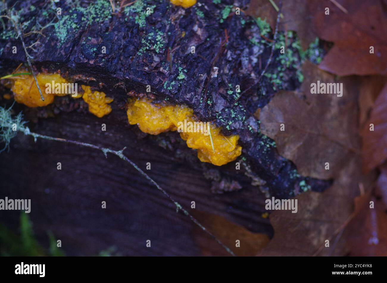 Orange Jelly Spot (Dacrymyces chrysospermus) Fungi Stock Photo - Alamy