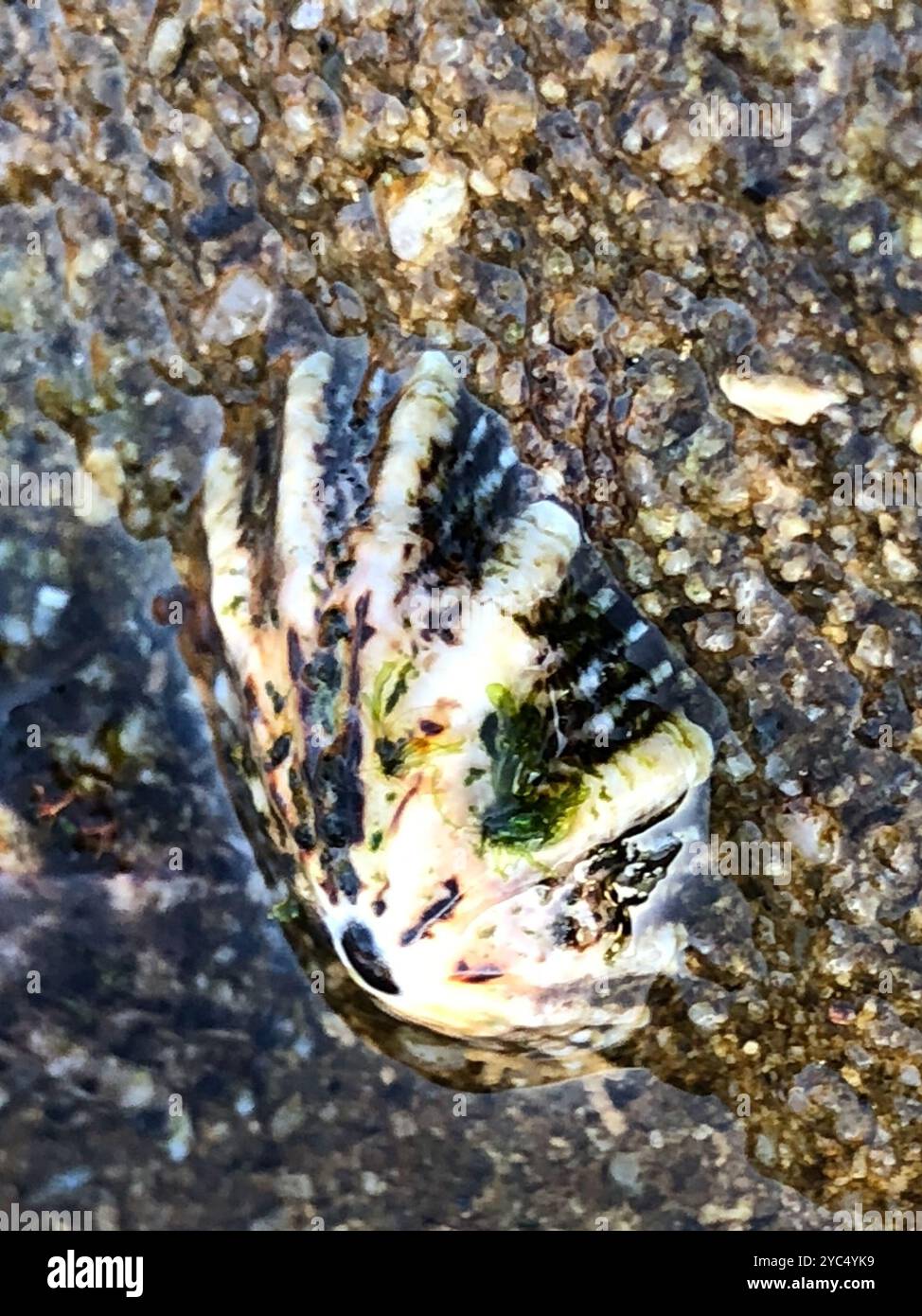 Rough Limpet (Lottia scabra) Mollusca Stock Photo - Alamy