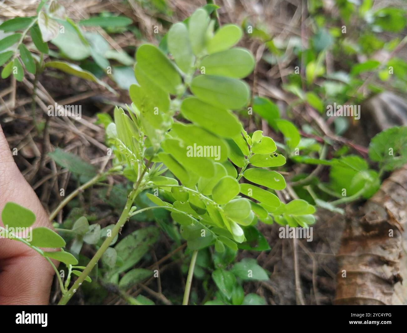Gale of the Wind (Phyllanthus amarus) Plantae Stock Photo - Alamy