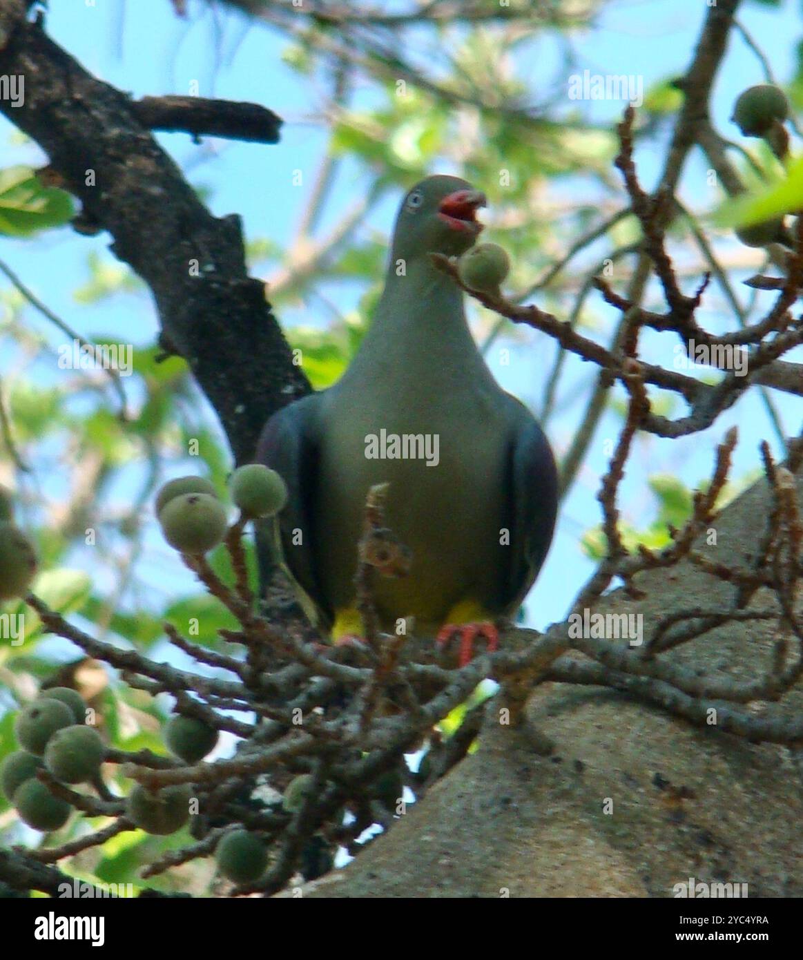 African Green-Pigeon (Treron calvus) Aves Stock Photo - Alamy
