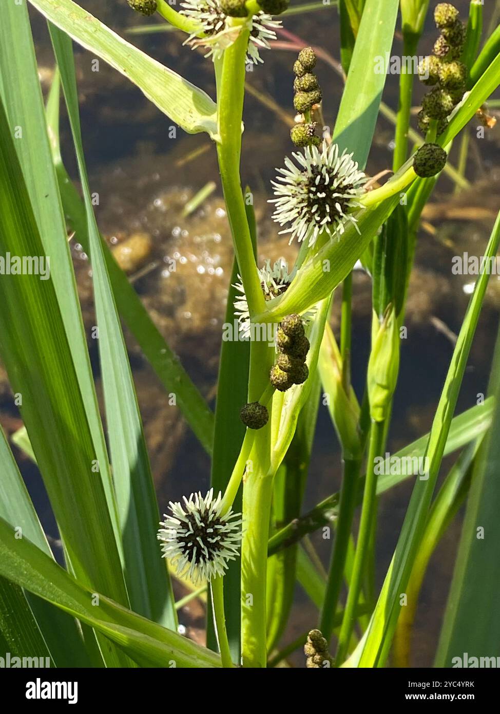 Branched Bur-reed (Sparganium erectum) Plantae Stock Photo - Alamy