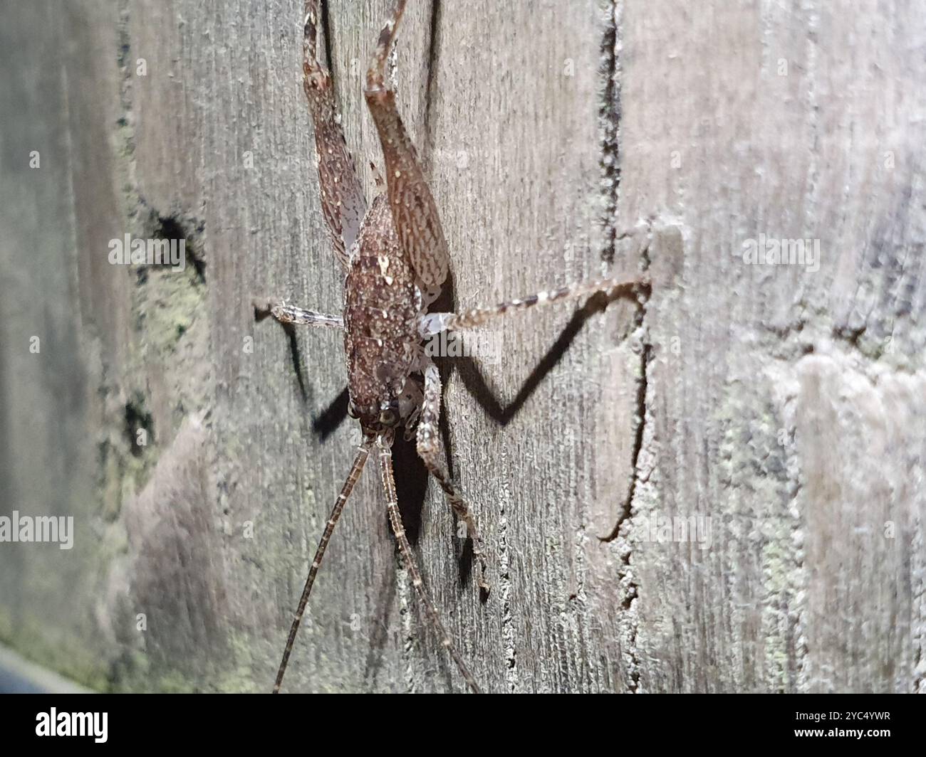 Camel Crickets, Cave Crickets, and Cave Wēta (Rhaphidophoridae) Insecta ...