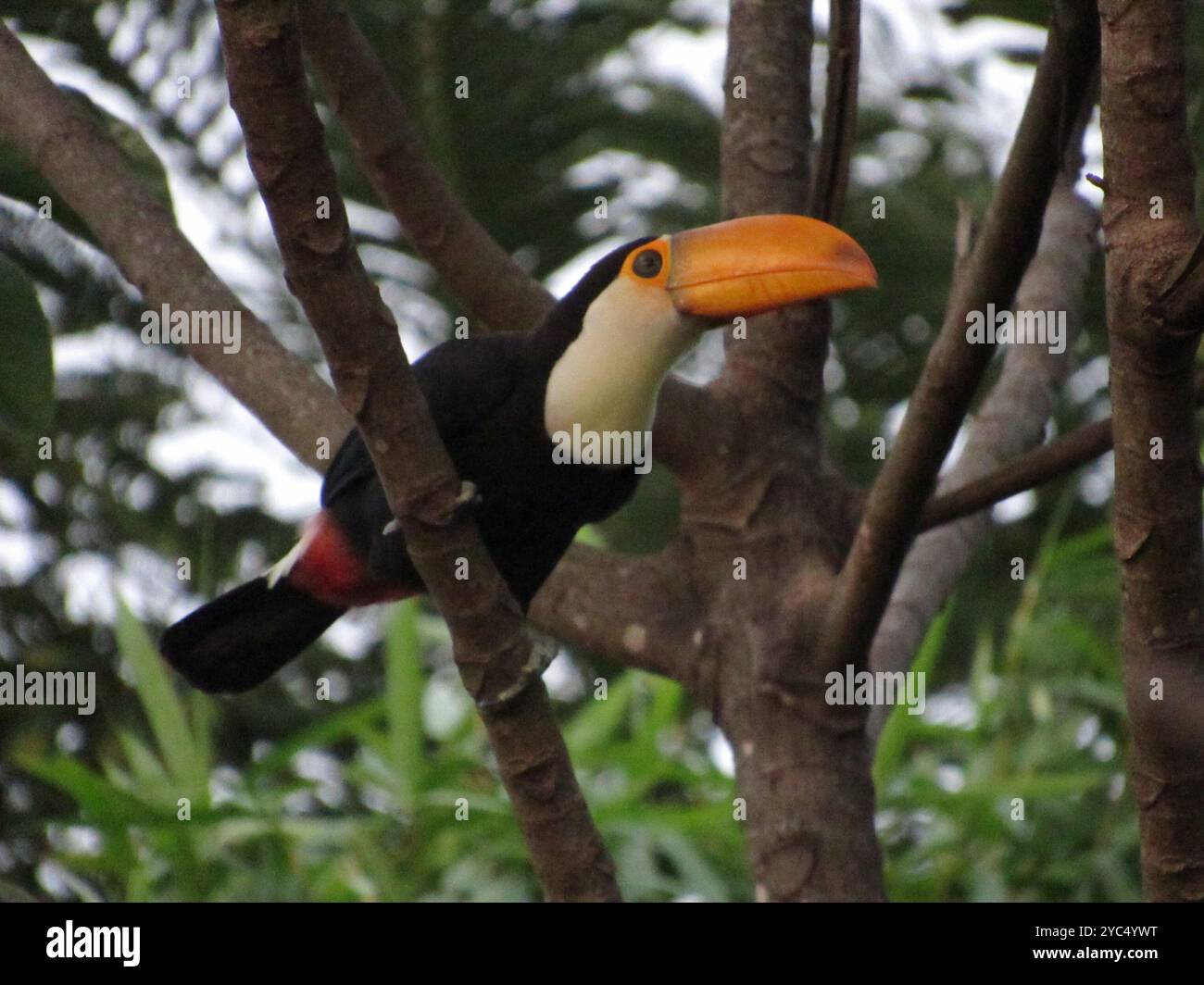 Toco Toucan (Ramphastos toco) Aves Stock Photo - Alamy