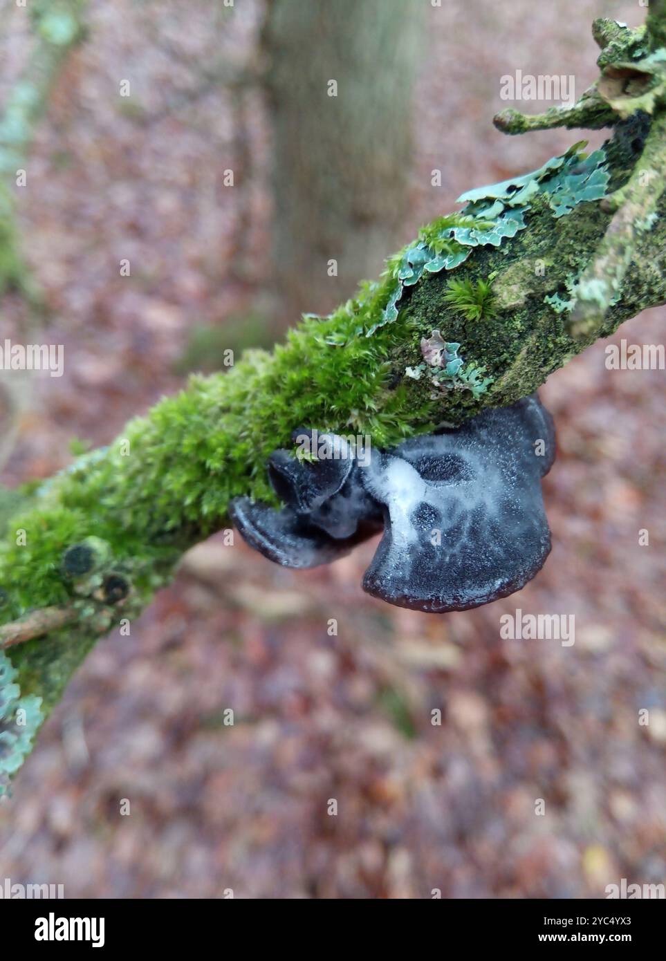 (Exidia truncata) Fungi Stock Photo - Alamy