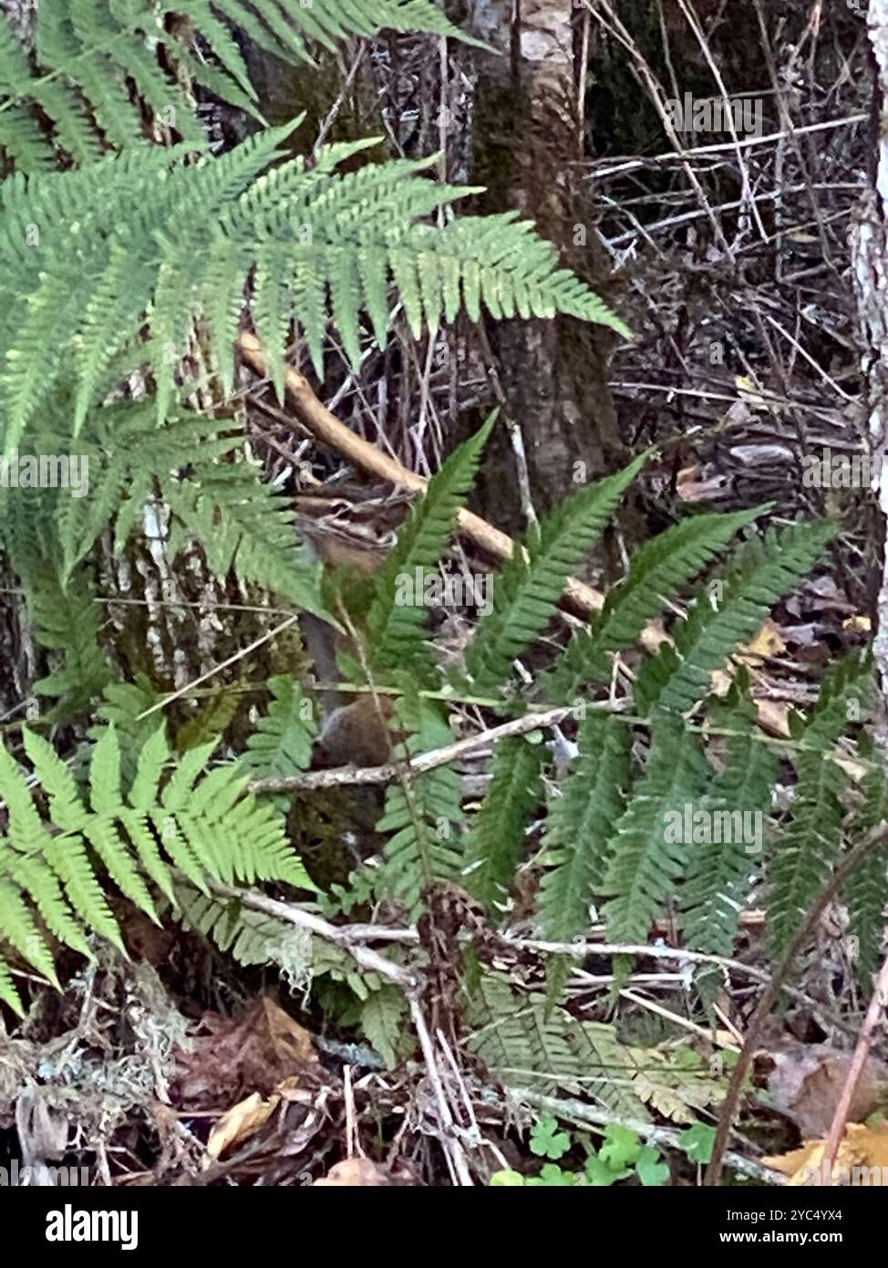 Townsend's Chipmunk (Neotamias townsendii) Mammalia Stock Photo - Alamy