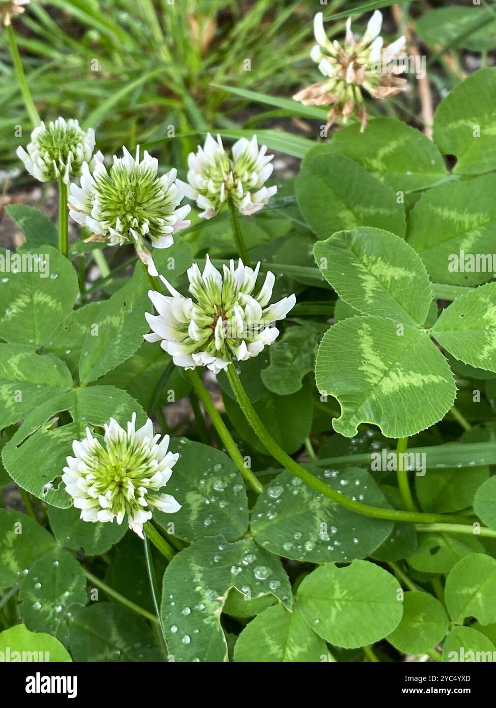 white clover (Trifolium repens) Plantae Stock Photo - Alamy