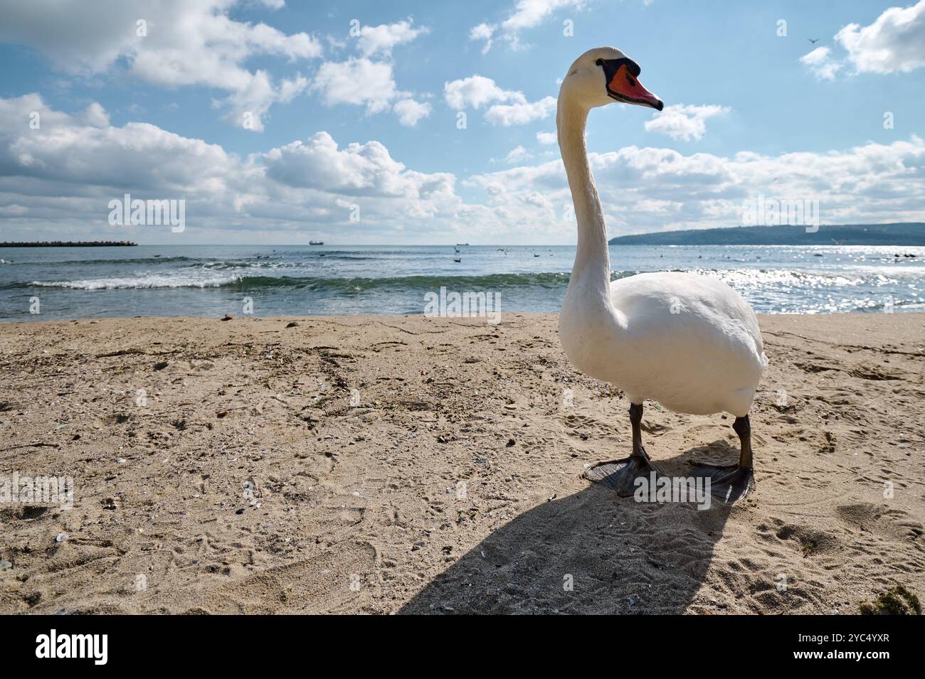 A swan standing on the beach by the water, looking out at the horizon ...