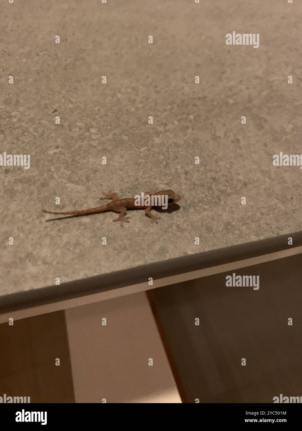 Asian House Gecko (Hemidactylus frenatus) Reptilia Stock Photo - Alamy