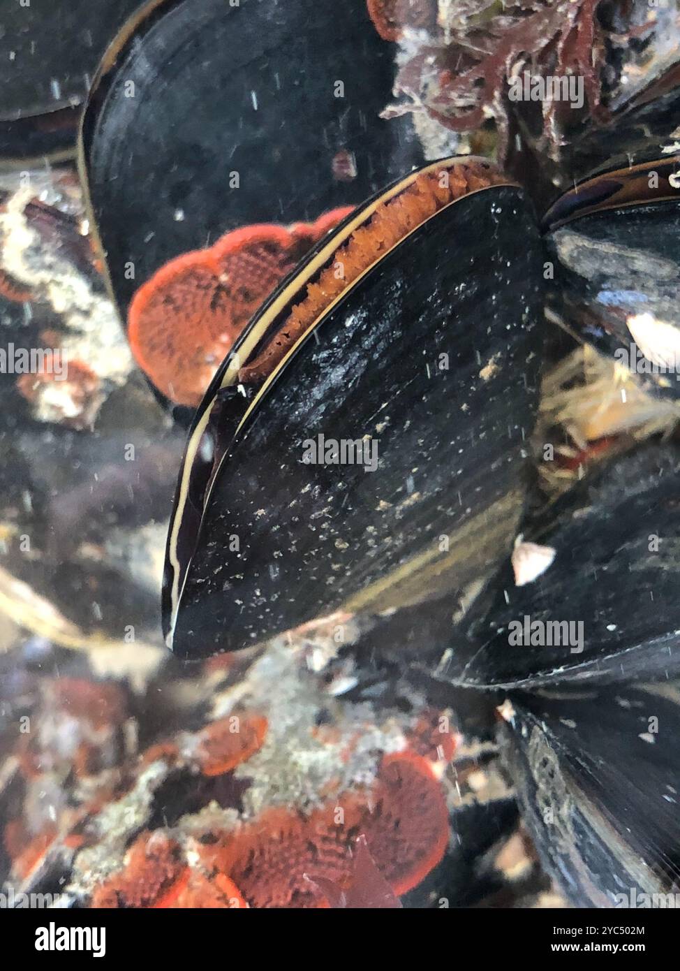 Blue Mussel Complex (Mytilus edulis) Mollusca Stock Photo - Alamy