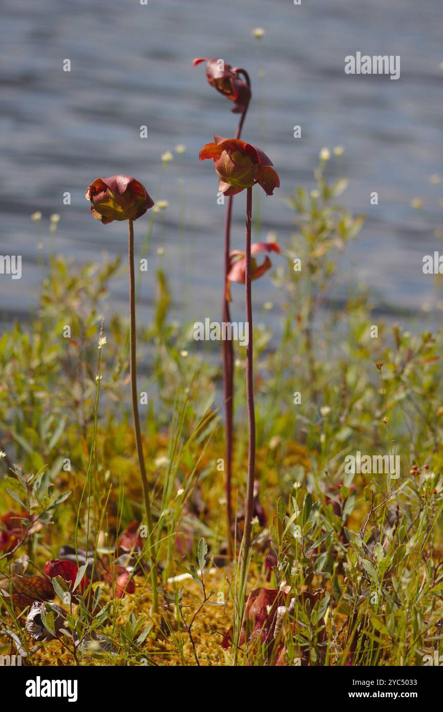 northern purple pitcher plant (Sarracenia purpurea purpurea) Plantae ...