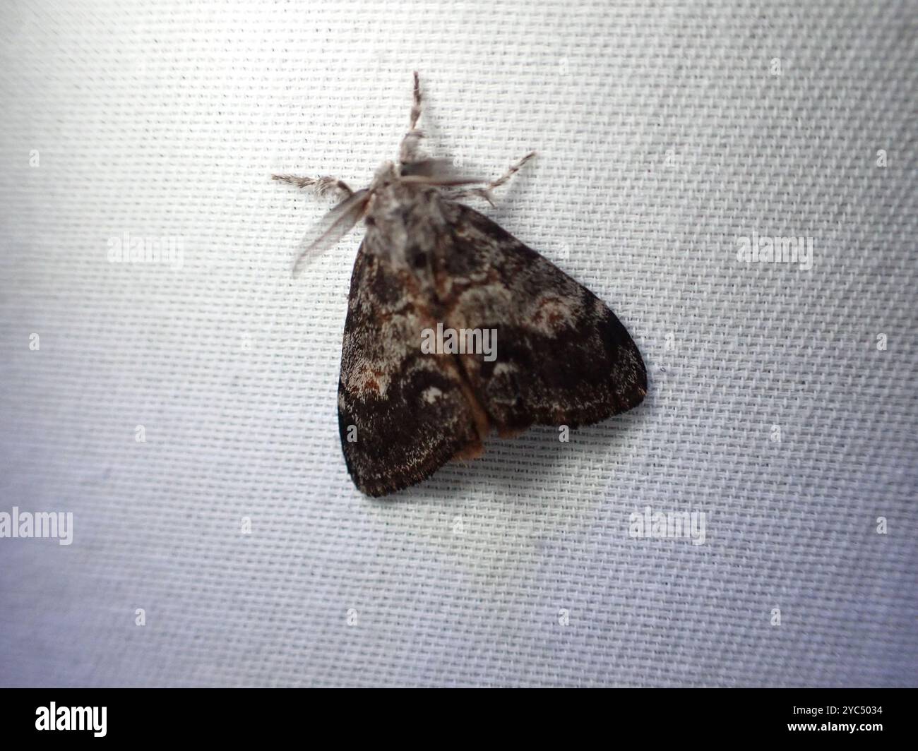 Douglas-fir tussock moth (Orgyia pseudotsugata) Insecta Stock Photo - Alamy