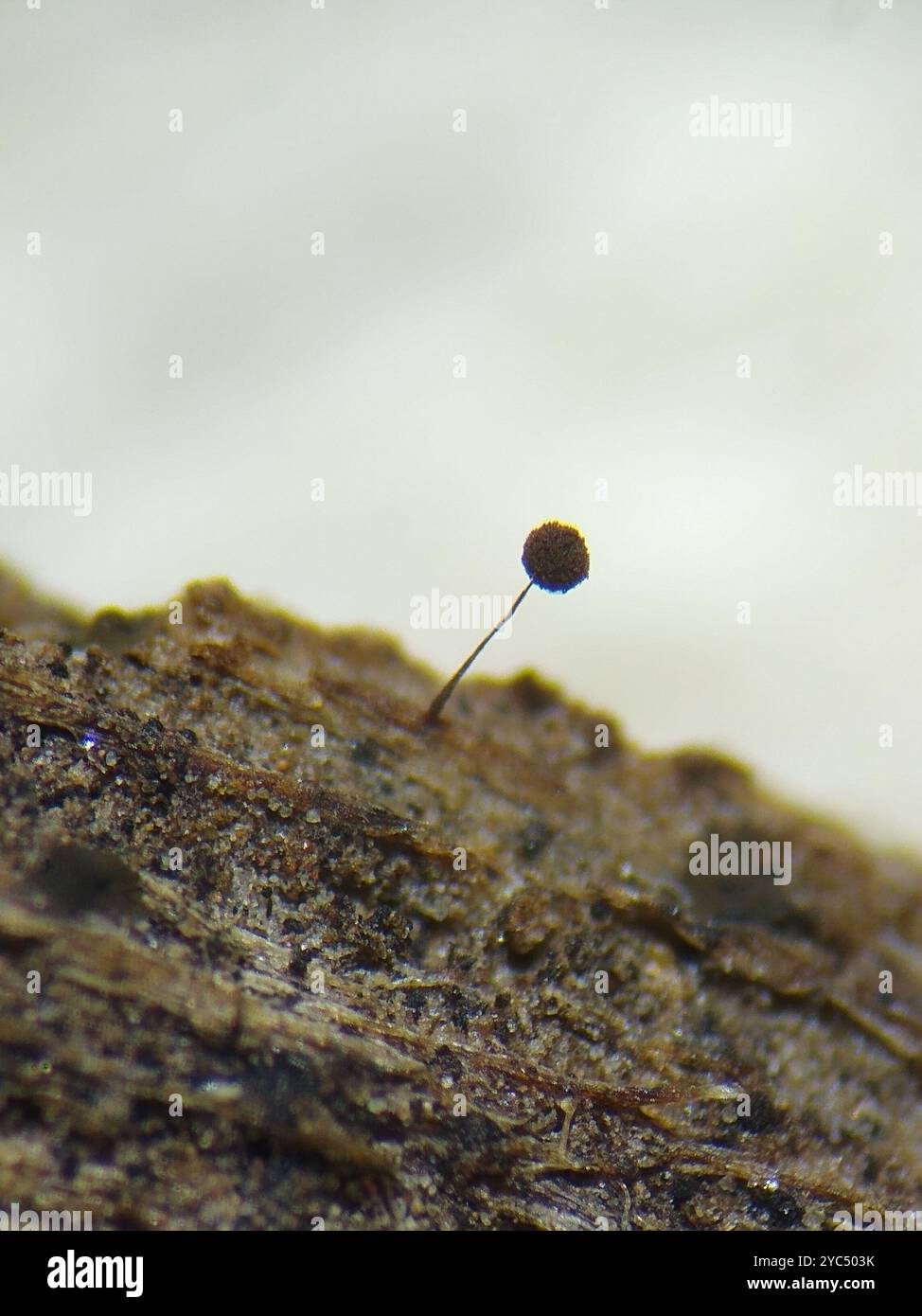 (Comatricha elegans) Protozoa Stock Photo - Alamy