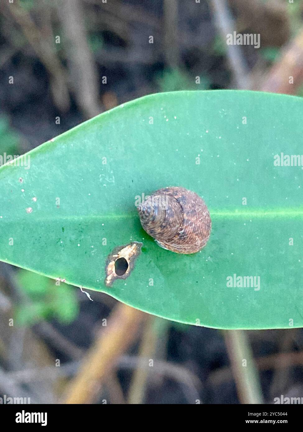 Mangrove Periwinkle (Littoraria angulifera) Mollusca Stock Photo - Alamy