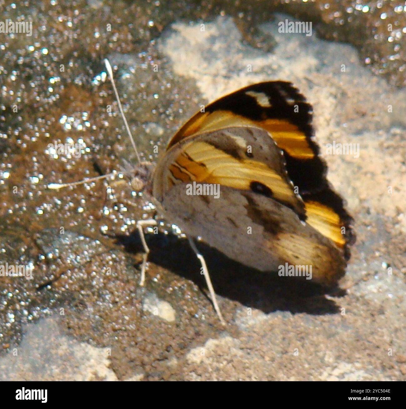 African Yellow Pansy (Junonia hierta cebrene) Insecta Stock Photo - Alamy