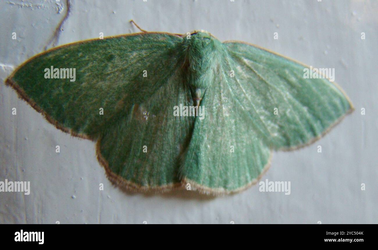 Emerald Moths (Geometrinae) Insecta Stock Photo - Alamy