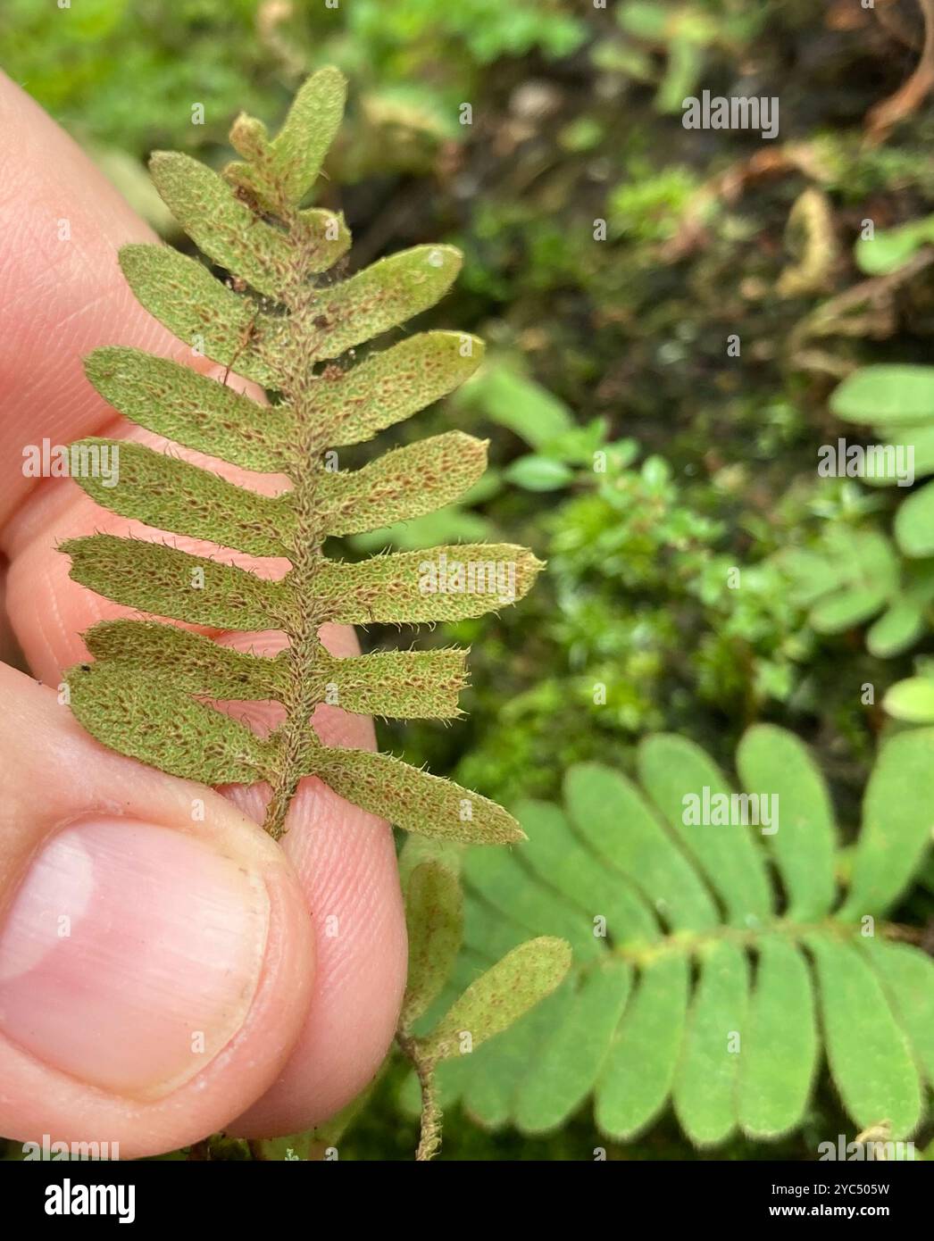 tropical resurrection fern (Pleopeltis polypodioides) Plantae Stock ...