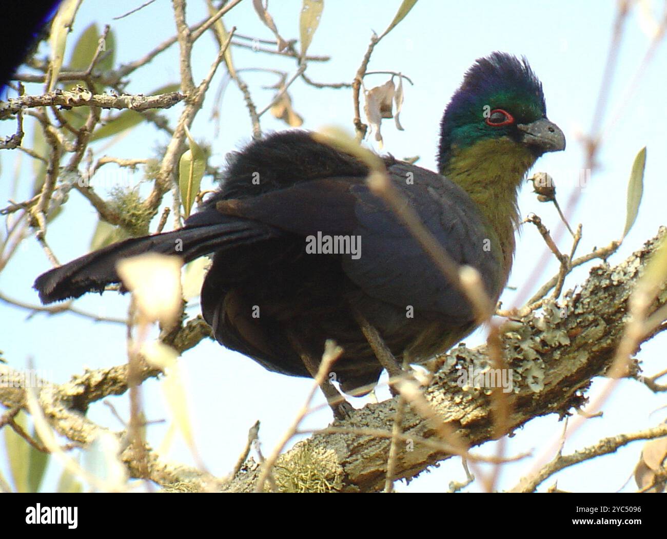 Purple-crested Turaco (Gallirex porphyreolophus) Aves Stock Photo - Alamy