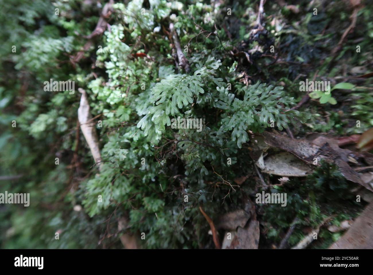 Austral Filmy-fern (Hymenophyllum australe) Plantae Stock Photo - Alamy