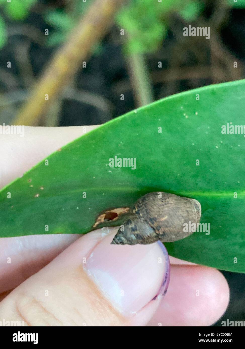 Mangrove Periwinkle (Littoraria angulifera) Mollusca Stock Photo - Alamy