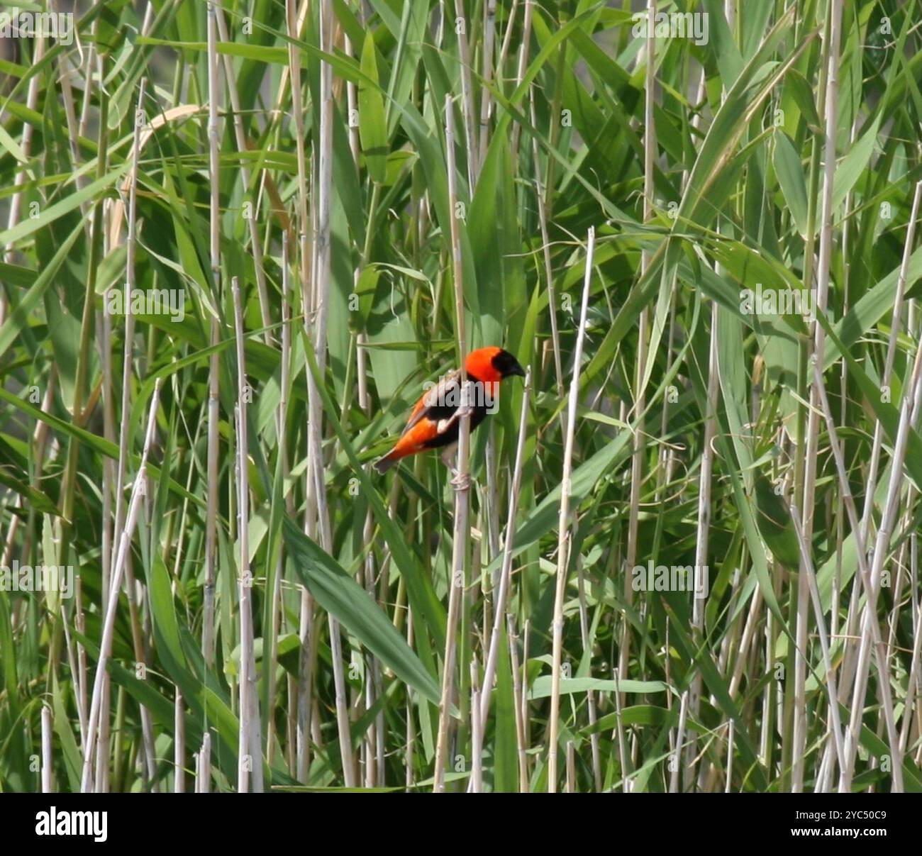 Southern Red Bishop (Euplectes orix) Aves Stock Photo - Alamy