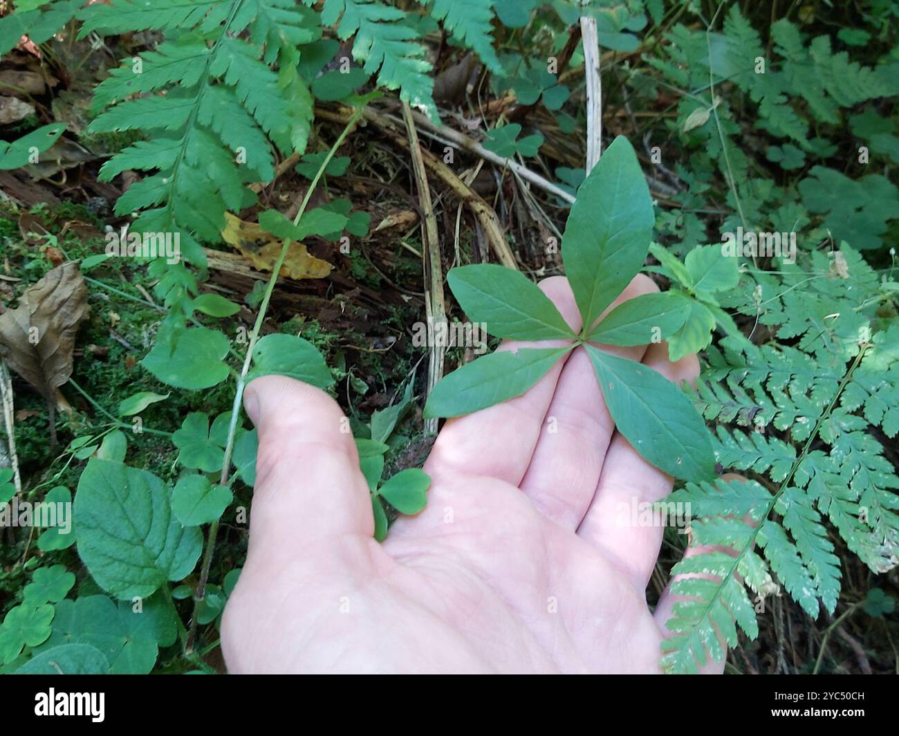 Arctic Starflower (Lysimachia europaea) Plantae Stock Photo - Alamy