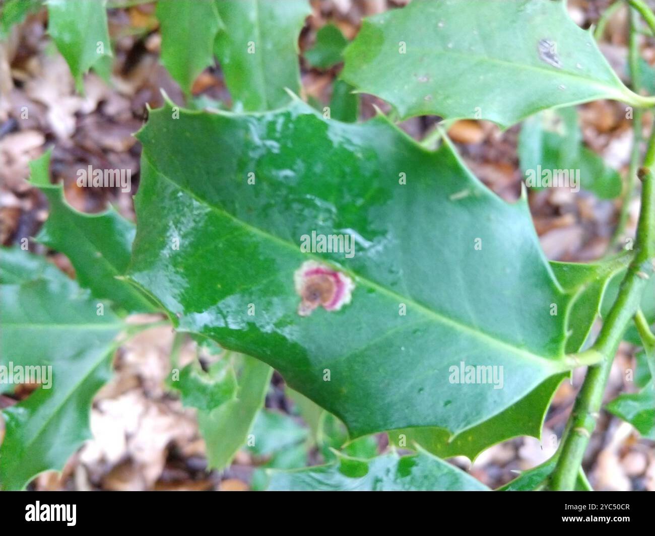 European Holly Leafminer (Phytomyza ilicis) Insecta Stock Photo - Alamy