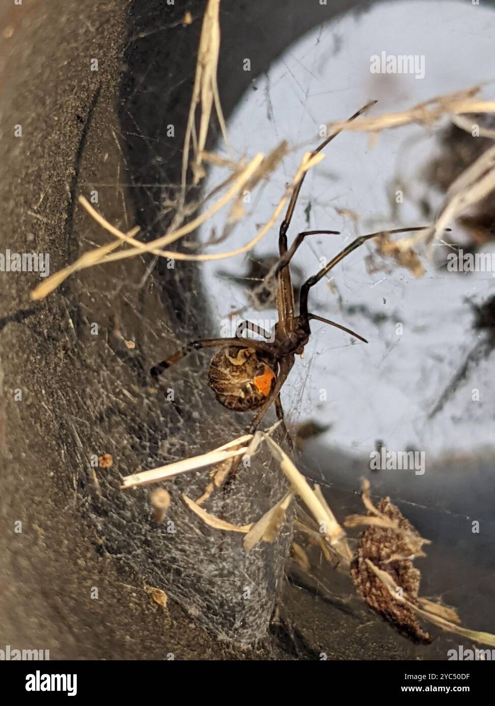 Brown Widow (Latrodectus geometricus) Arachnida Stock Photo - Alamy