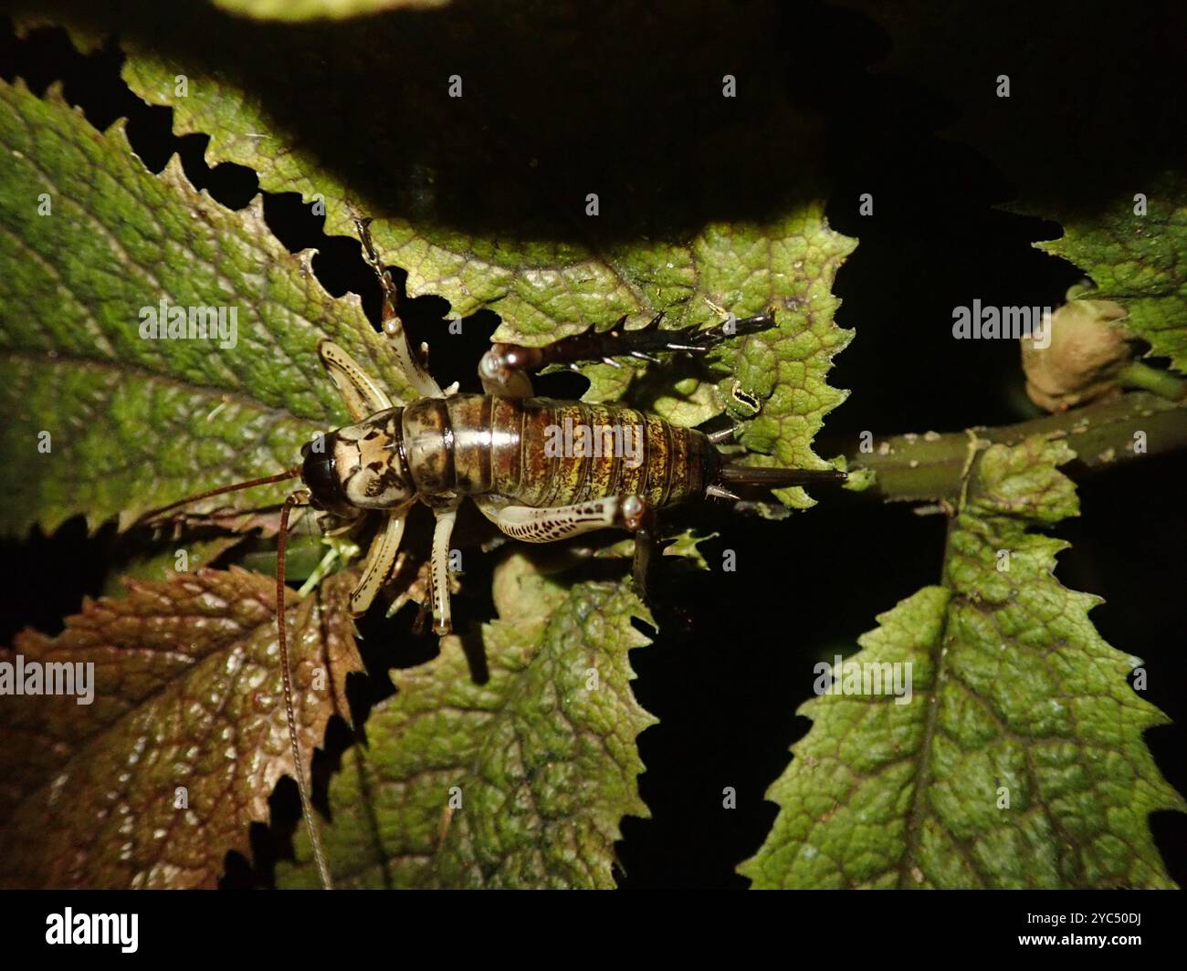 Auckland Tree Weta (Hemideina thoracica) Insecta Stock Photo - Alamy