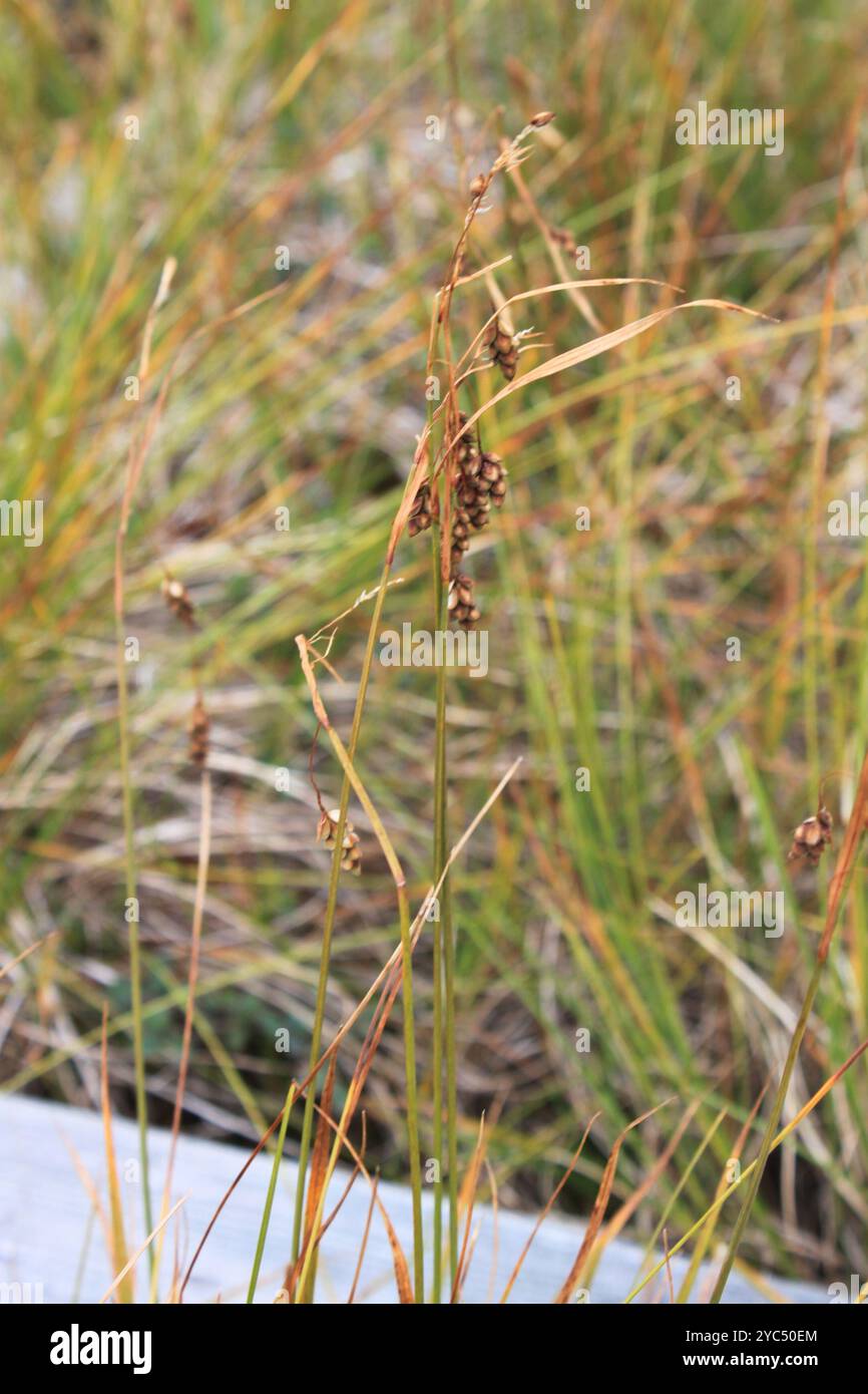 Tall Bog-sedge (Carex magellanica) Plantae Stock Photo - Alamy