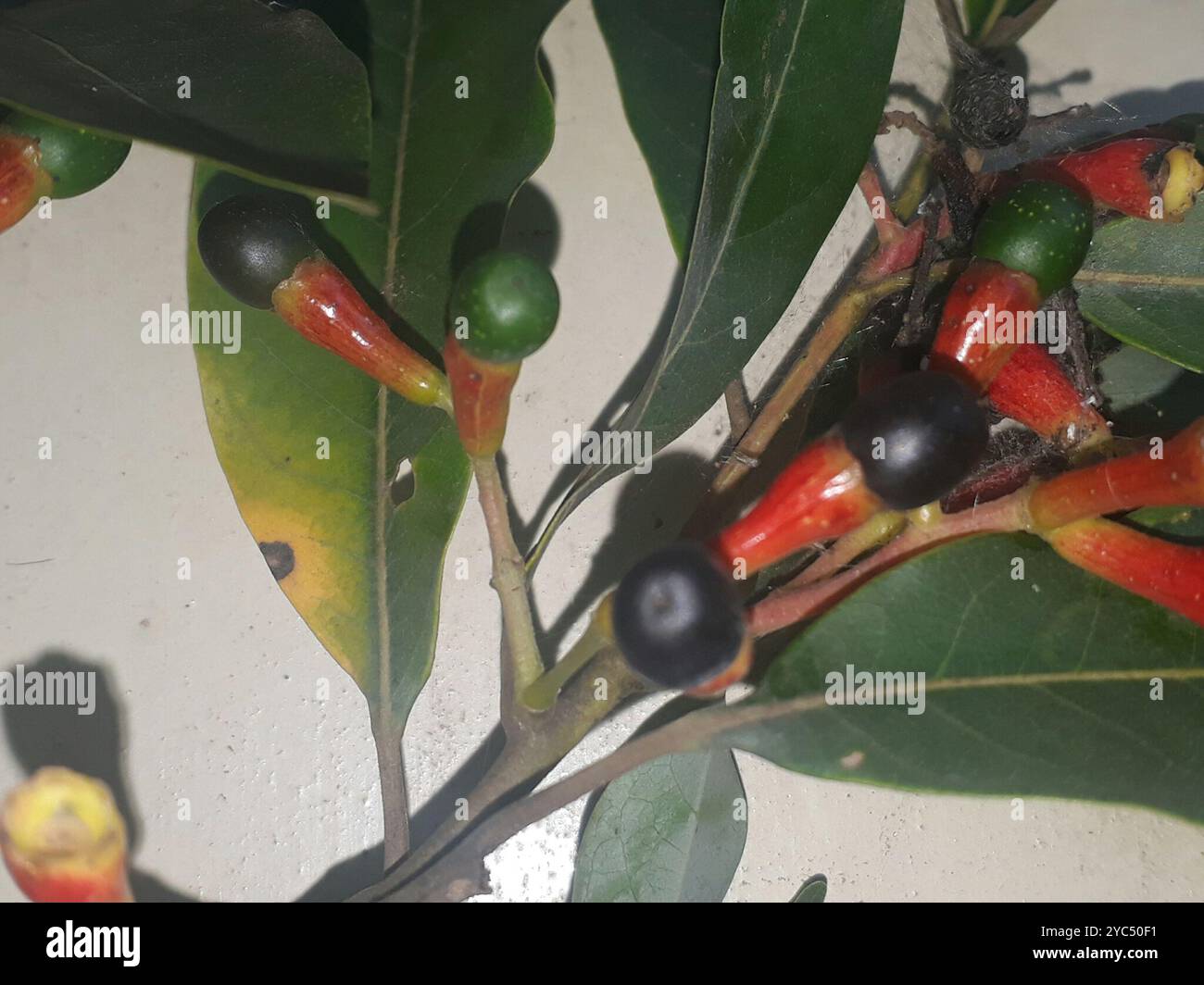 Ocotea puberula hi-res stock photography and images - Alamy