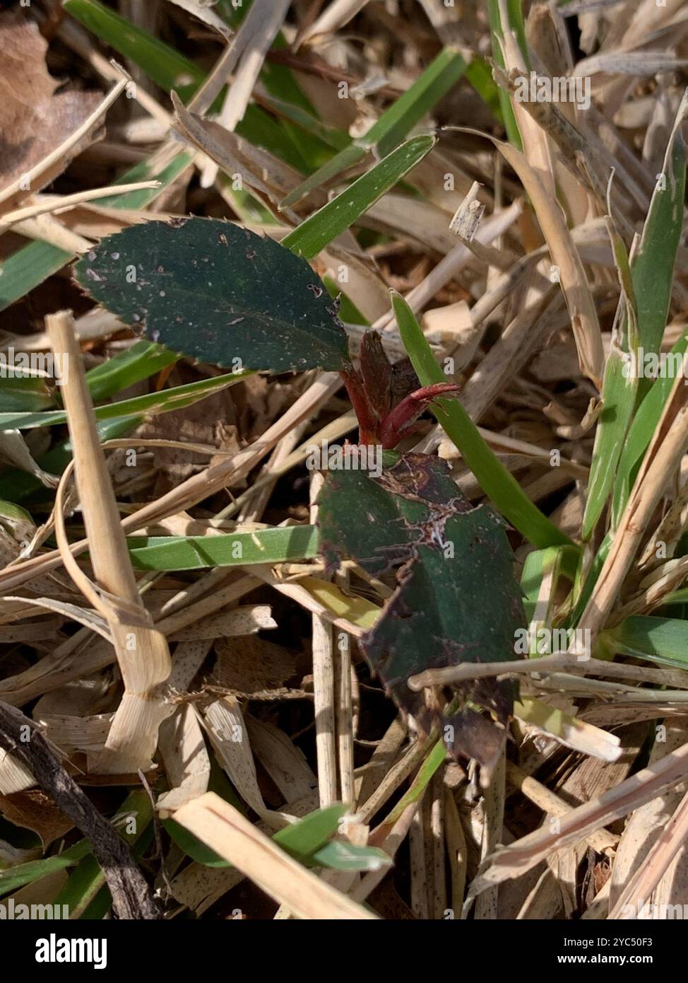 Chinese Photinia (Photinia serratifolia) Plantae Stock Photo - Alamy