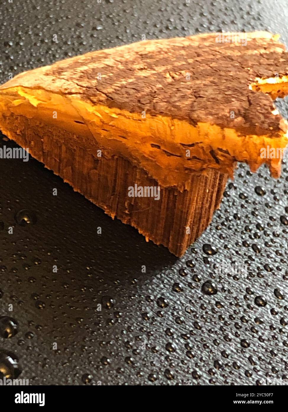 golden reishi (Ganoderma curtisii) Fungi Stock Photo - Alamy