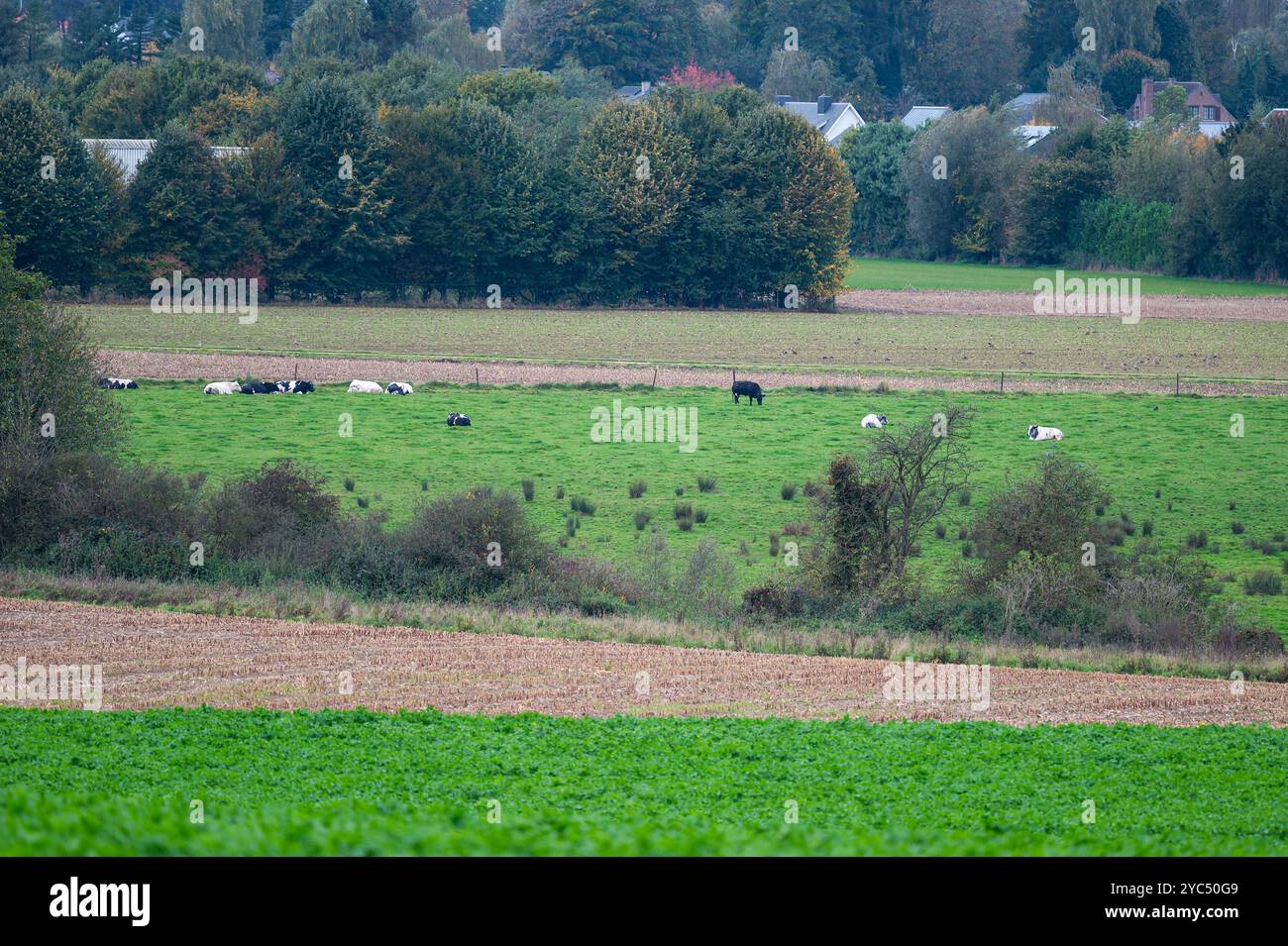 Agriculture fields and green hills at the Flemish countryside in ...