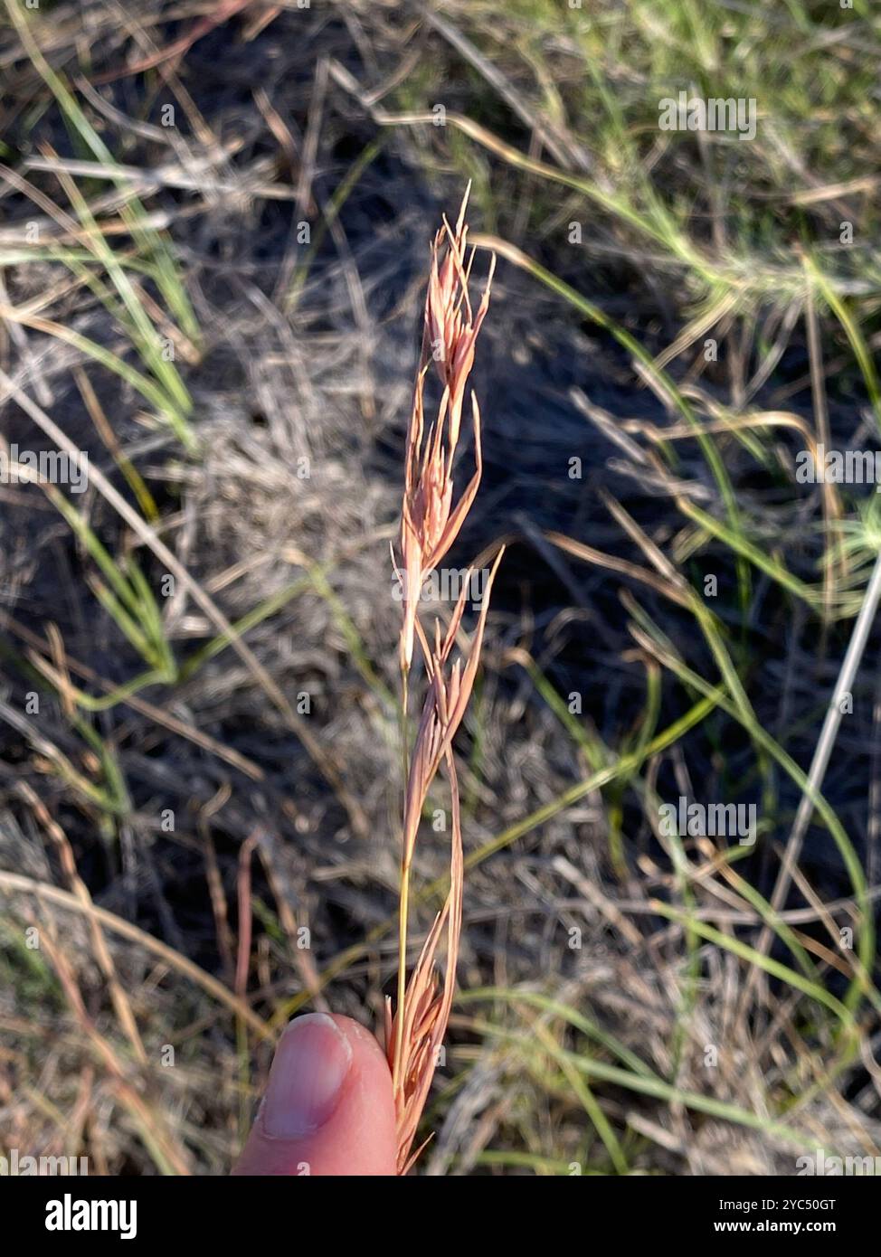 Kangaroo Grass (Themeda triandra) Plantae Stock Photo - Alamy