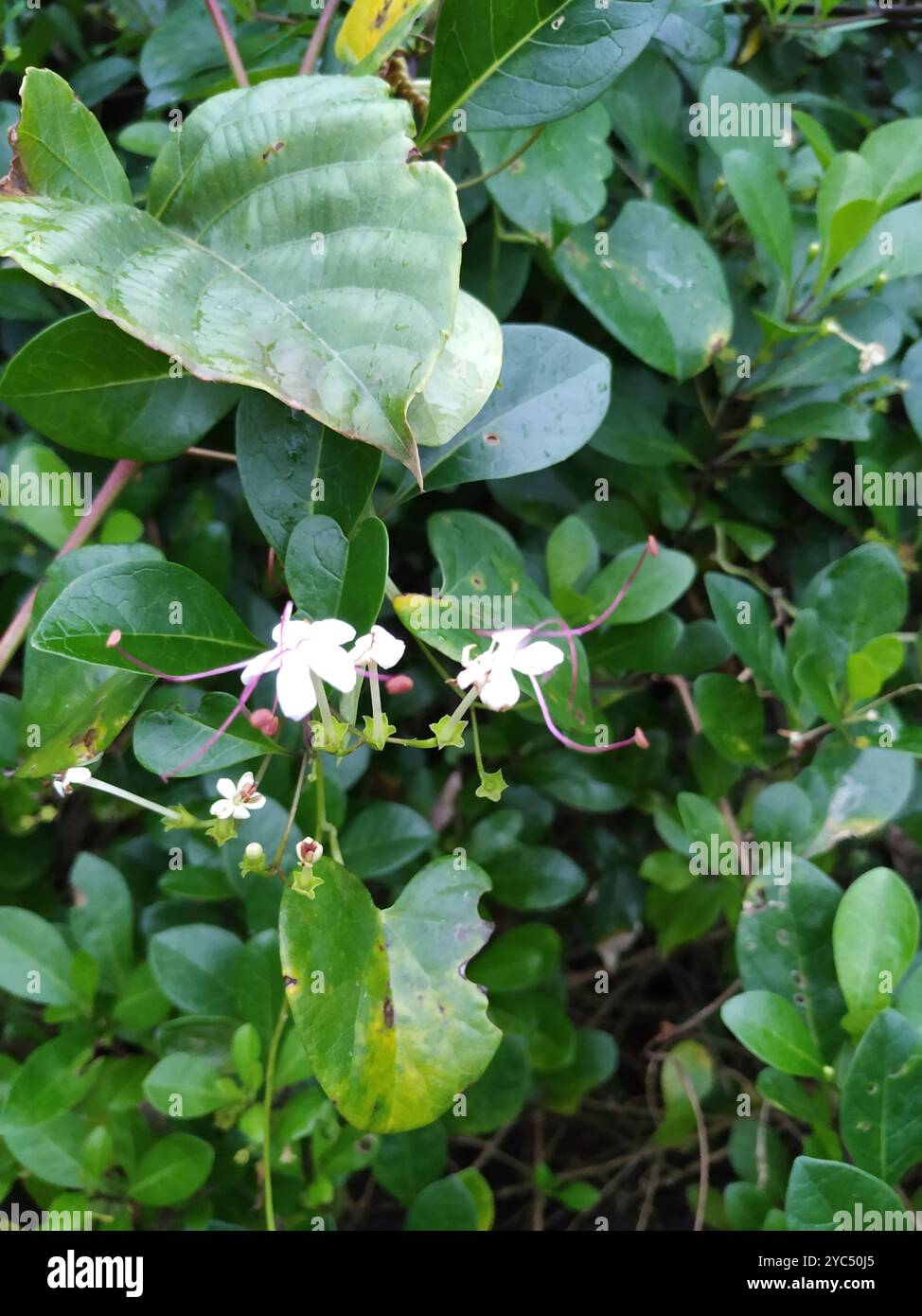 scrambling clerodendrum (Volkameria inermis) Plantae Stock Photo - Alamy