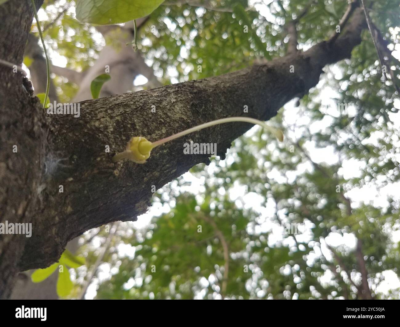 Winged Calabash (Crescentia alata) Plantae Stock Photo - Alamy