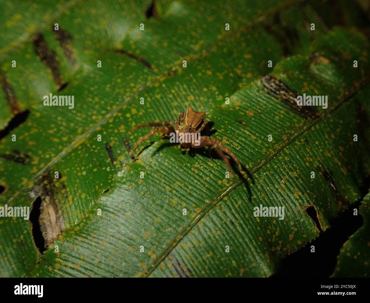 Square-ended Crab Spider (Sidymella angularis) Arachnida Stock Photo ...
