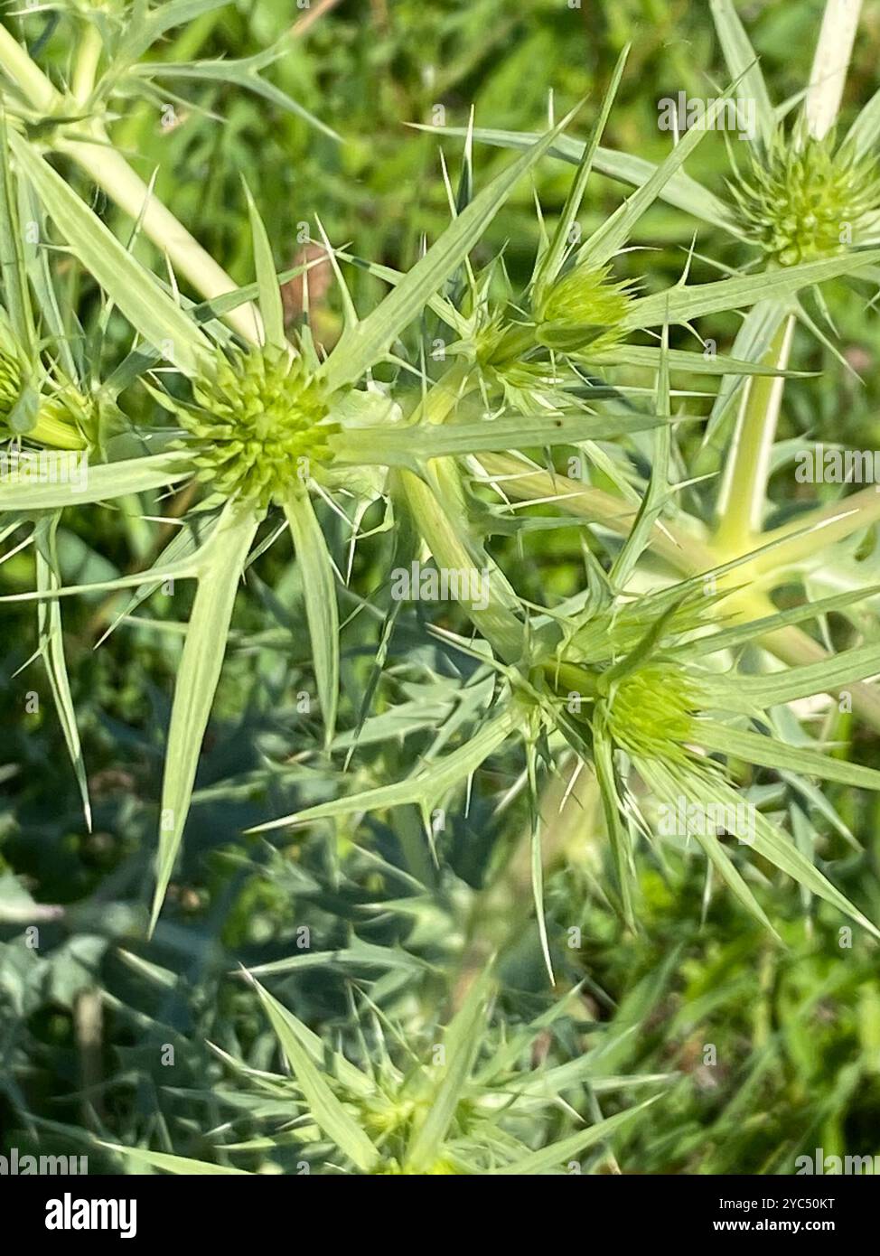 Field Eryngo (Eryngium campestre) Plantae Stock Photo - Alamy