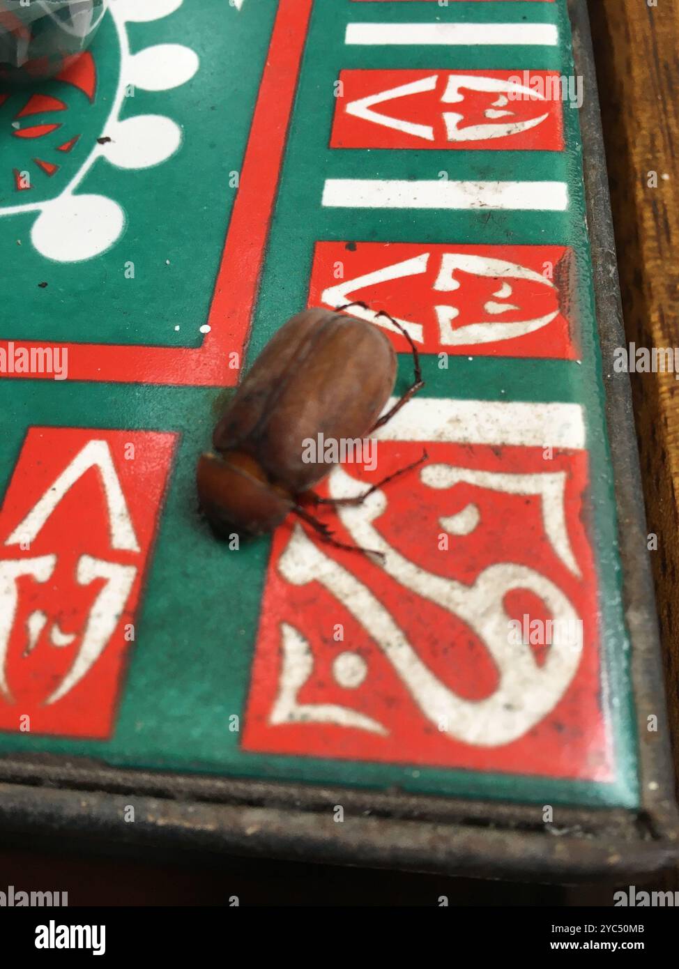 May Beetles (Phyllophaga) Insecta Stock Photo - Alamy