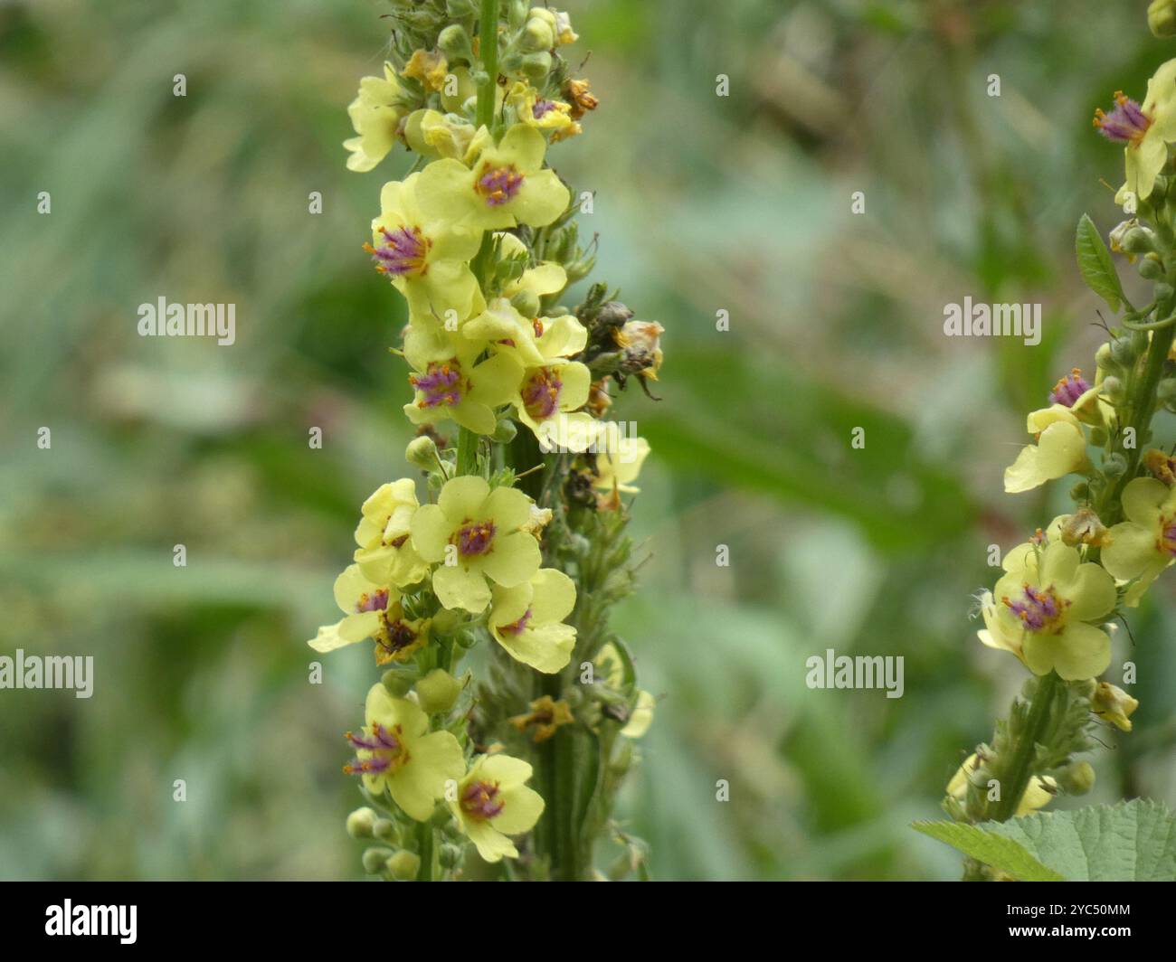 Dark Mullein (Verbascum nigrum) Plantae Stock Photo - Alamy