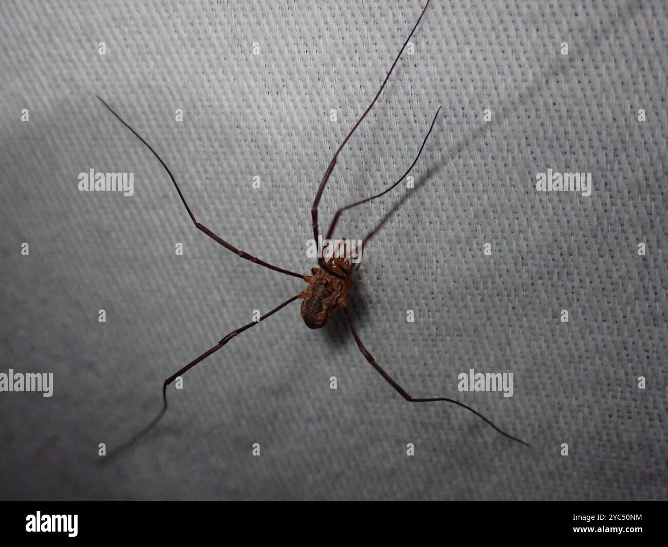 European Harvestman (Phalangium opilio) Arachnida Stock Photo - Alamy