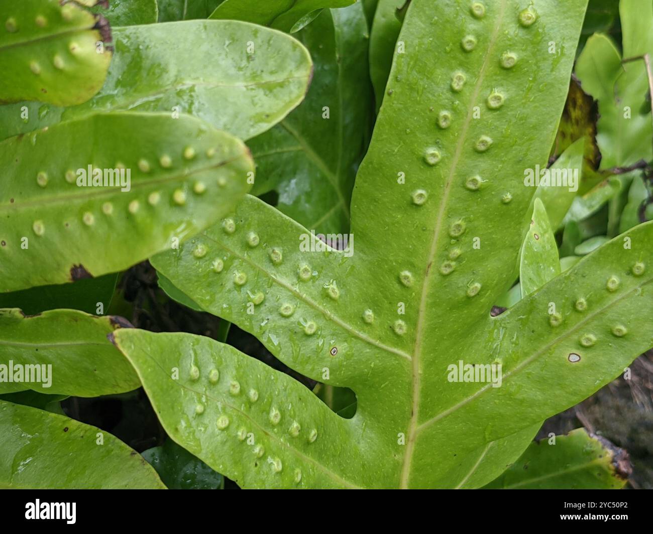 Musk Fern (Microsorum grossum) Plantae Stock Photo - Alamy