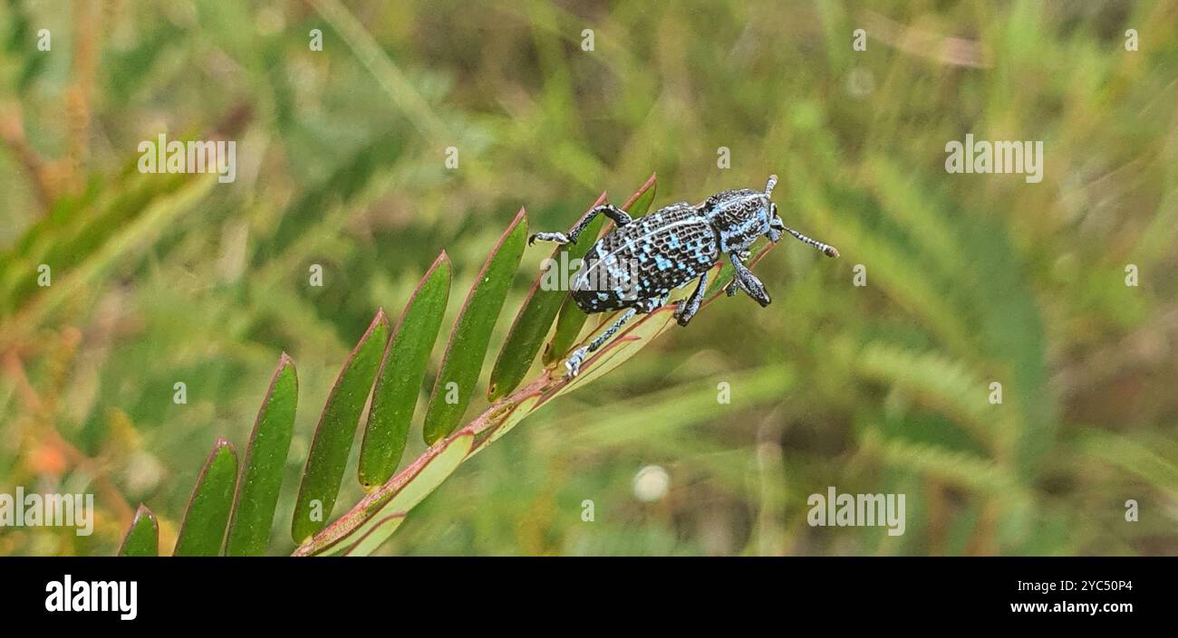 Botany Bay Diamond Weevil (Chrysolopus spectabilis) Insecta Stock Photo ...