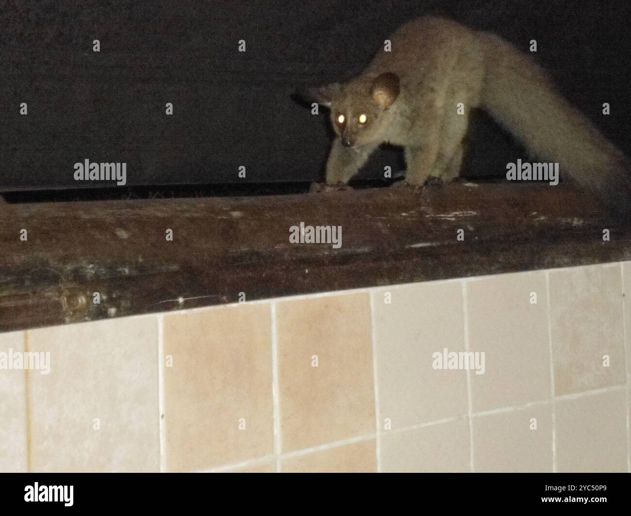 Brown Greater Galago (Otolemur crassicaudatus) Mammalia Stock Photo - Alamy