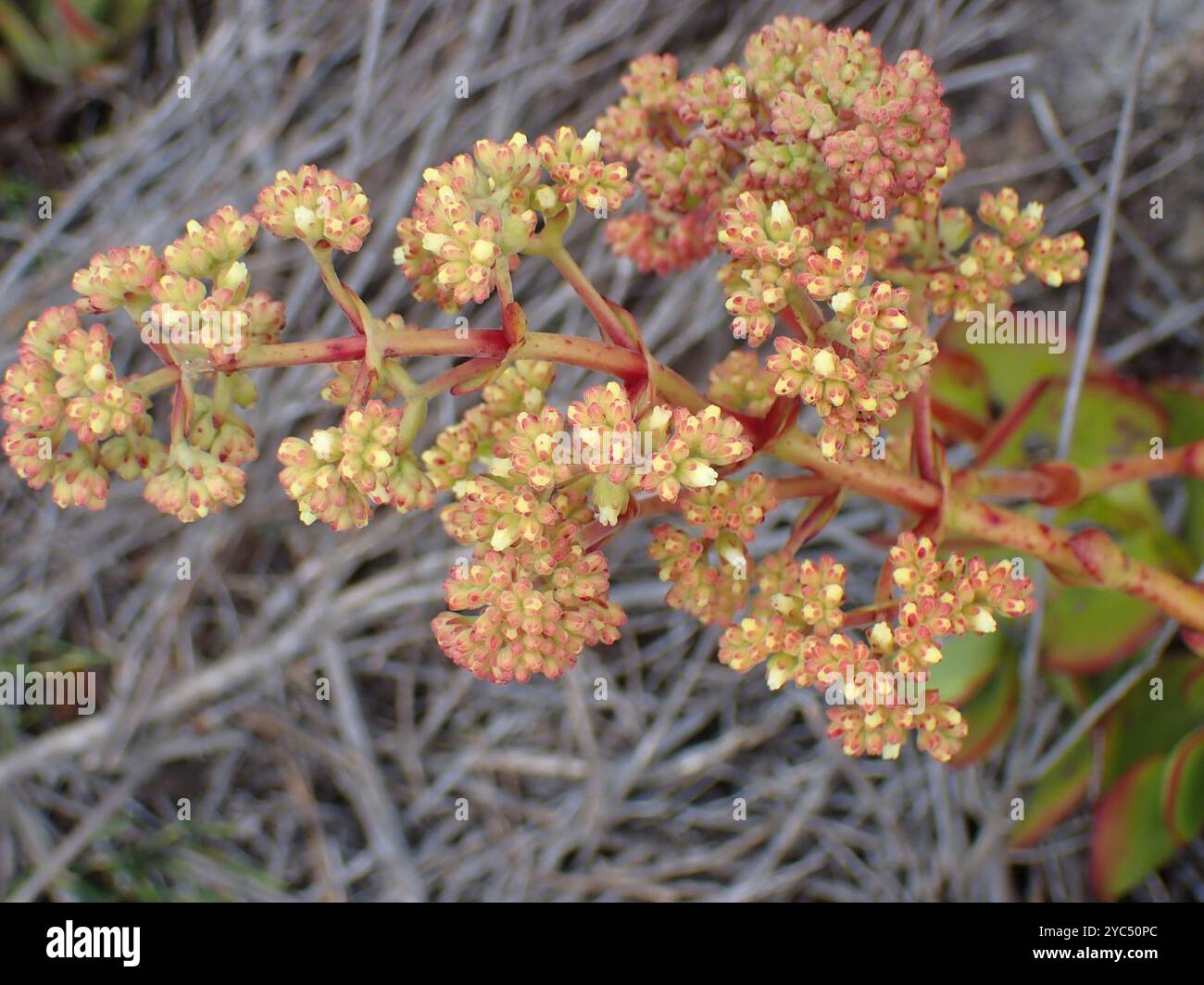 Karky Stonecrop (Crassula cultrata) Plantae Stock Photo - Alamy