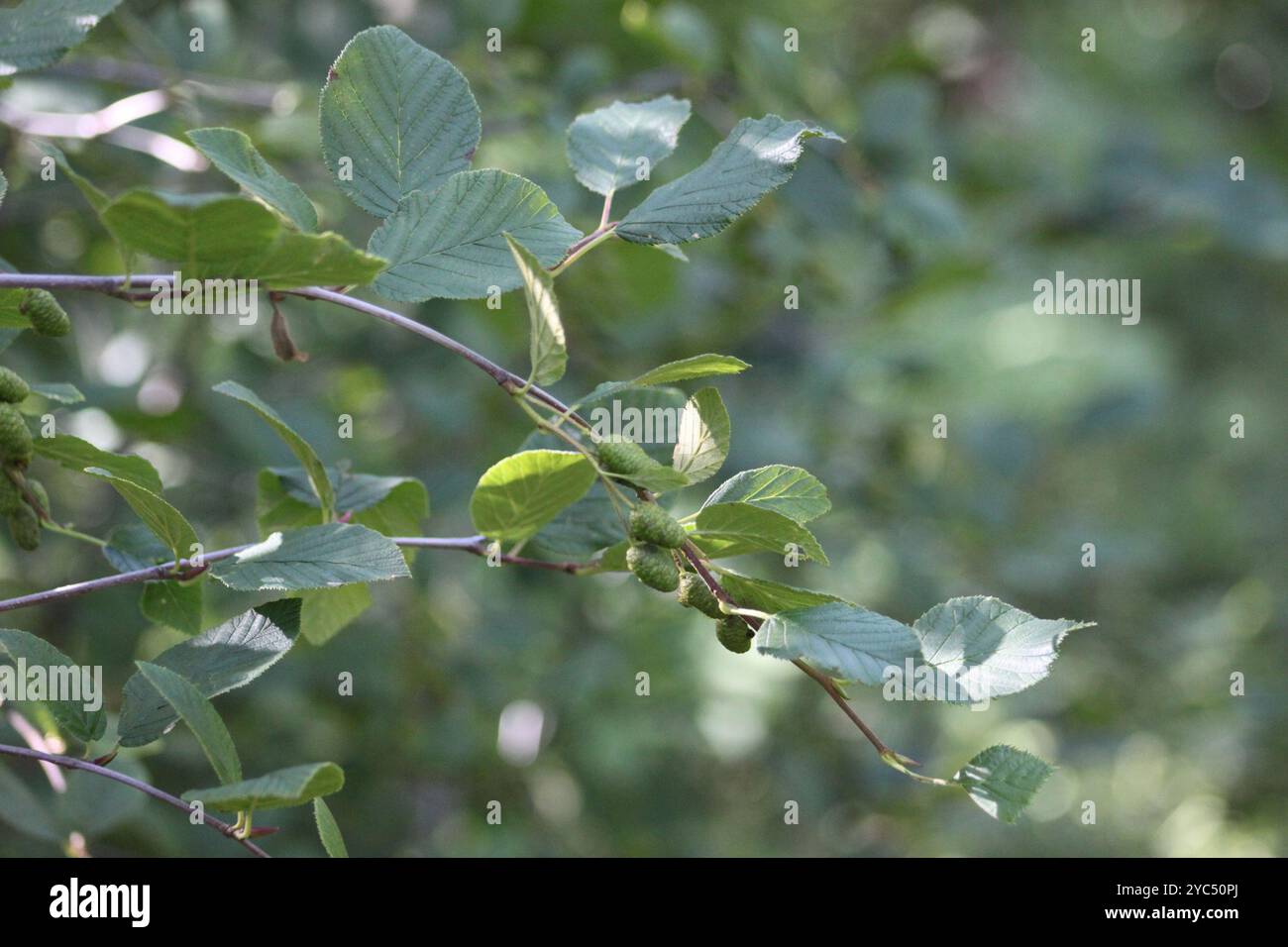 mountain alder (Alnus alnobetula crispa) Plantae Stock Photo - Alamy