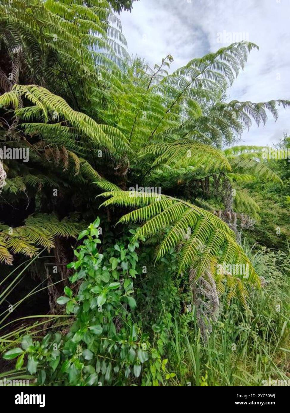 silver fern (Cyathea dealbata) Plantae Stock Photo - Alamy