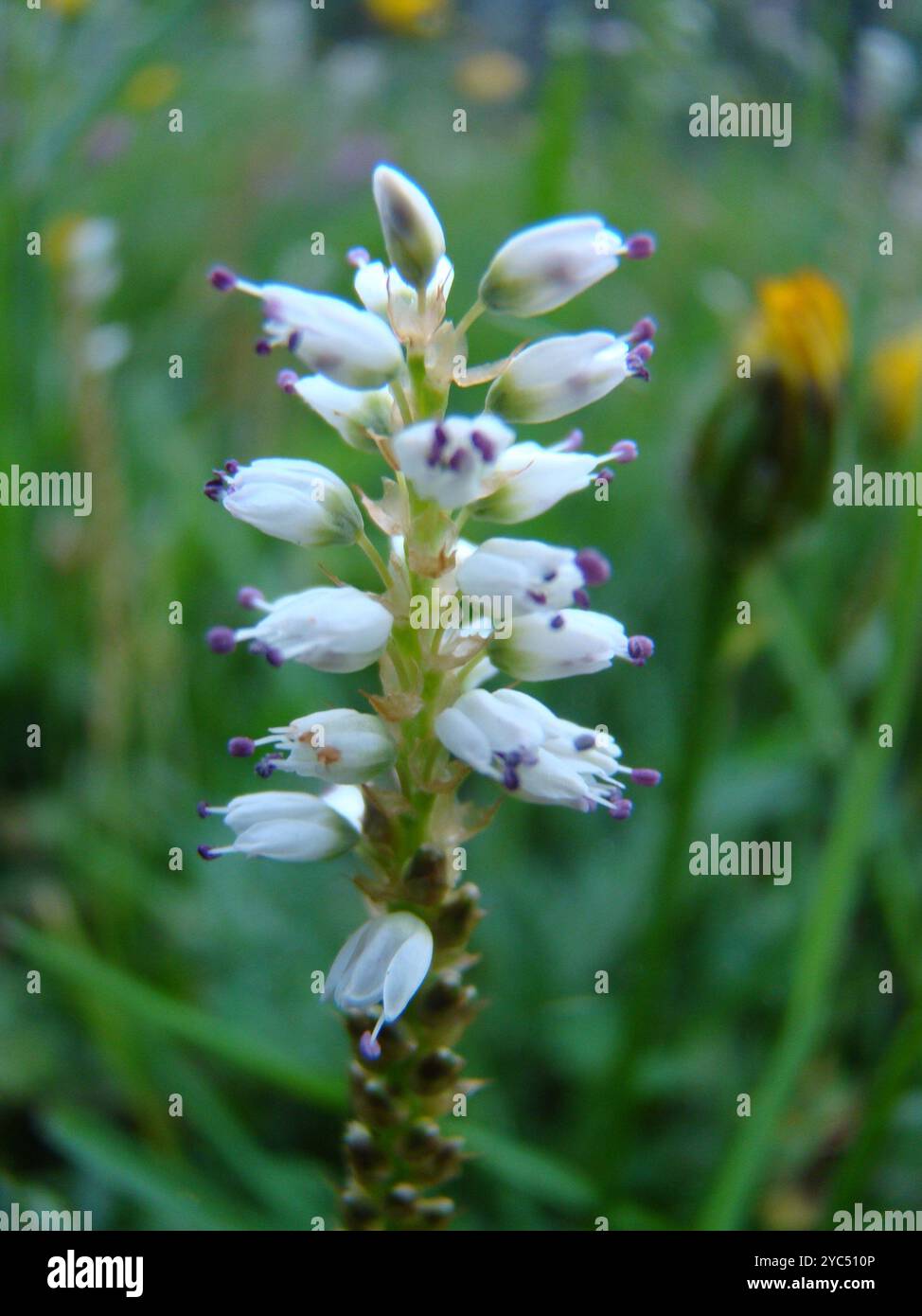 alpine bistort (Bistorta vivipara) Plantae Stock Photo - Alamy