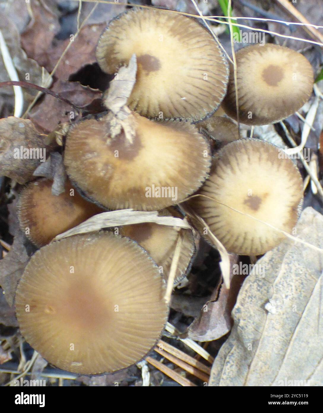 Brittlestems (Psathyrella) Fungi Stock Photo - Alamy
